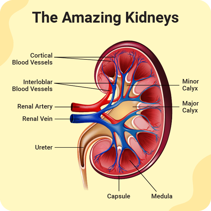 KidneyNeeds - Holistic app for all your Kidney's needs